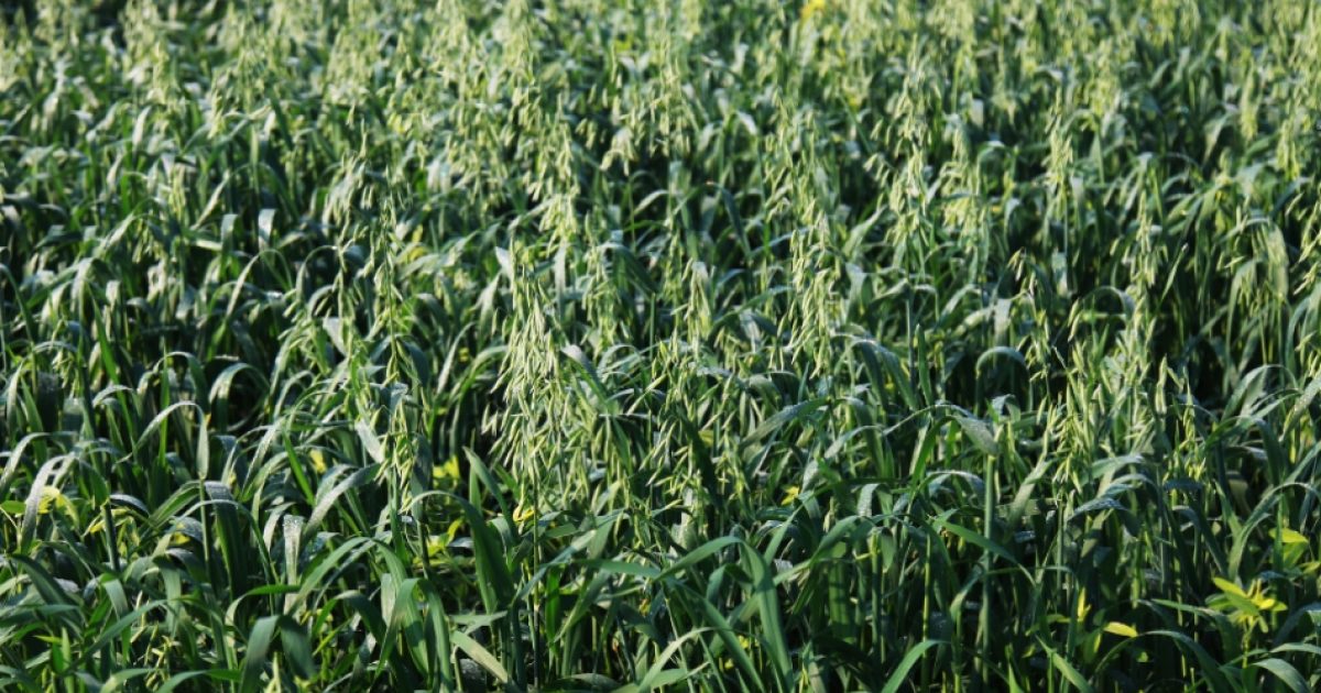 Time to Modernise Liming Practices | Kilwaughter Lime